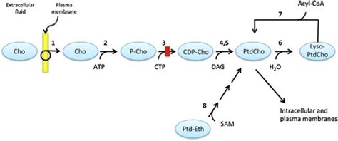 Mutations In Pcyt1a Encoding A Key Regulator Of Phosphatidylcholine