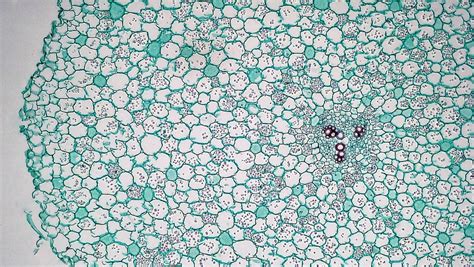 Ranunculus Root Cross Section