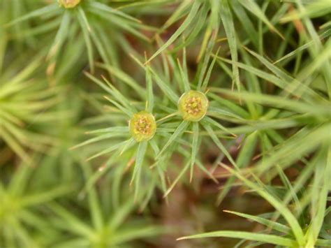 Polytrichastrum Alpinum Hedw Gl Smith Introduction To Bryophytes