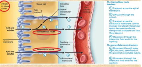 Renal Physiology Flashcards Quizlet