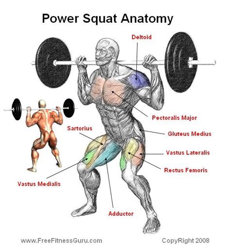 Freefitnessguru Power Squat Anatomy Back Squat Muscles Worked Back