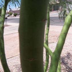 Palo Verde Parkinsonia Sonoran Emerald