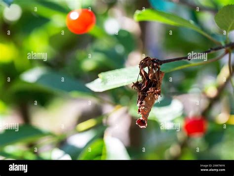 Dry Leaves On A Cherry Tree Tree Disease Moniliosis Or Gray Rot Of