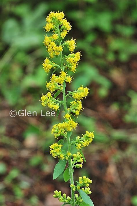 Solidago Hispida Photos Saskatchewan Wildflowers