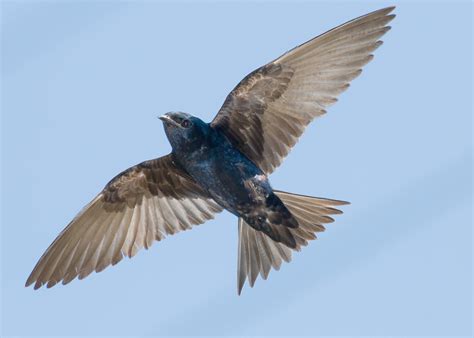 Meet The Purple Martin — Sacramento Audubon Society
