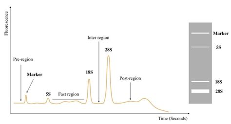 What Is Electropherogram How To Read It Genetic Education