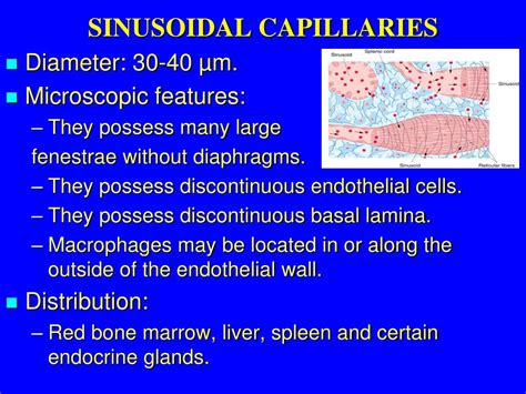 Ppt بسم الله الرحمن الرحيم Powerpoint Presentation Id4505326