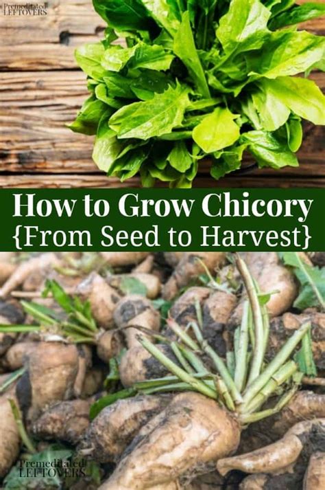 How To Grow Chicory In The Garden From Seed Or Seedlings