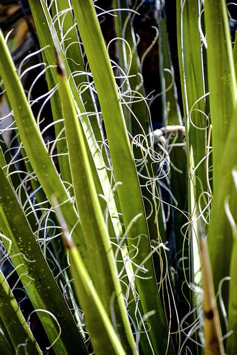 Long Leaves With White Curls Photograph By Howard Ruffner Fine Art America