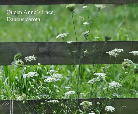 Daucus Carota Biennialherbaceous Plantsmedicinal Herbswildflowers Birds Nest Bishops