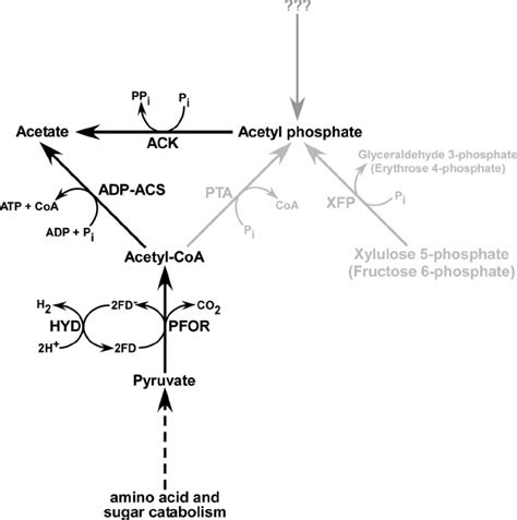 Putative Acetate Fermentation Pathways In Entamoeba Potential