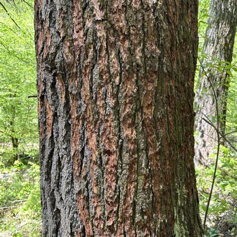 Hemlock Tree Bark Uses