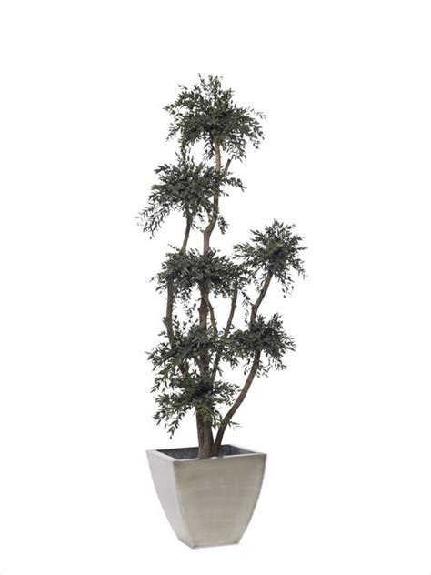 Topiary Cloud Tree Parvafolia Verdi Preserved