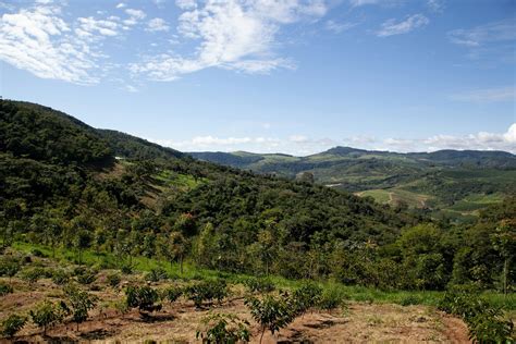 Solutions To Deforestation How To Create A Healthier Planet ·