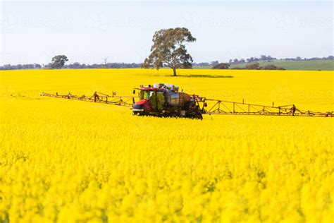 Image Of Self Propelled Boom Sprayer Spraying Insecticide On Flowering Canola Austockphoto