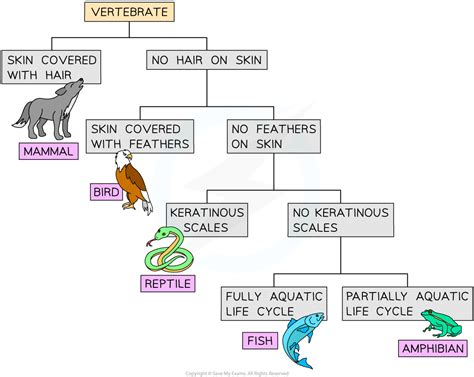 Dichotomous Key Examples Biology At Jennifer Johansen Blog