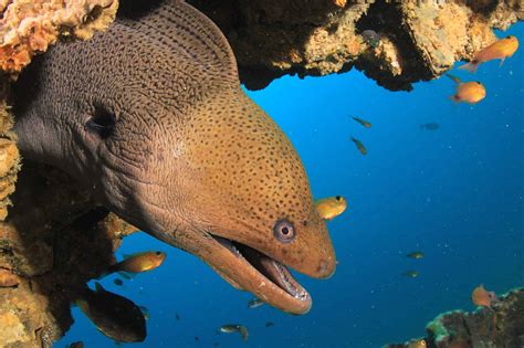 Moray Eel Animal Facts Muraenidae A Z Animals