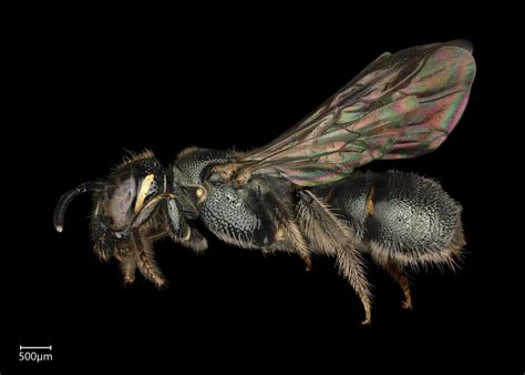 Ceratina Neoclavicera Exotic Bee Id