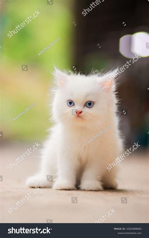 White Persian Kitten