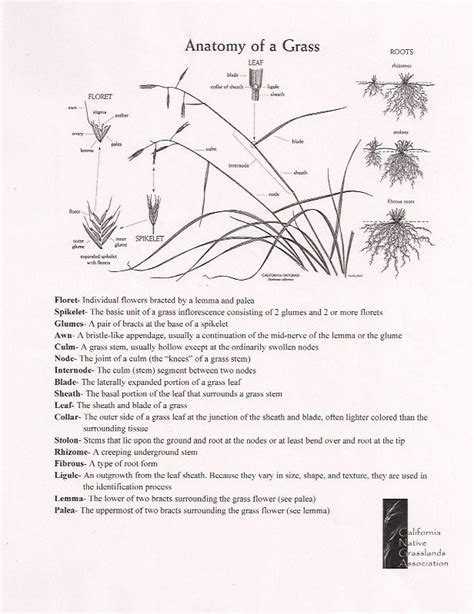 Anatomygrass California Botanical Society