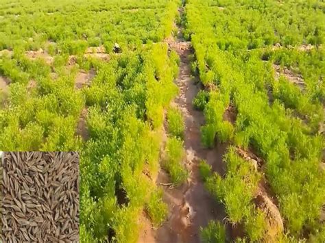 Cumin Farming Guide Method Timing And Full Details