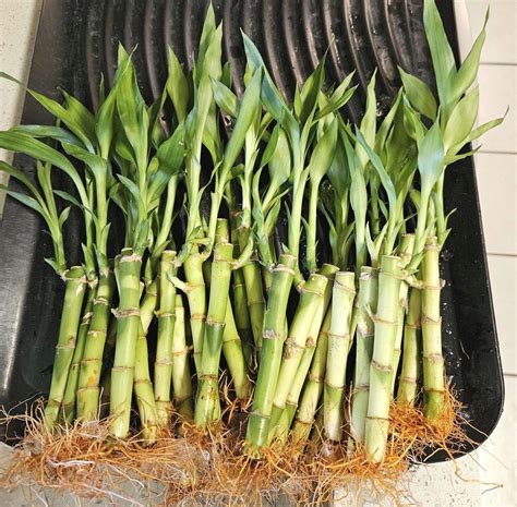10 Lucky Bamboo Plants 6 Inches Feng Shui Home Decor Perennial Indoor Dracaena Sanderiana