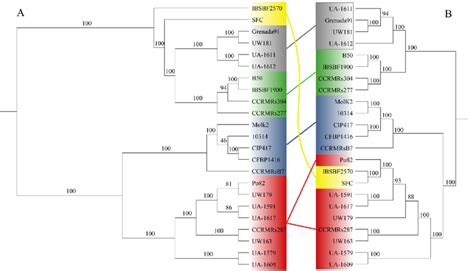 a maximum likelihood phylogenetic tree of core gene sequences