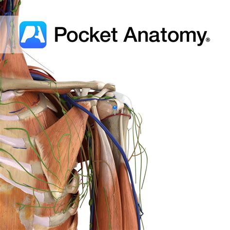 Medial Circumflex Femoral Vein Pocket Anatomy