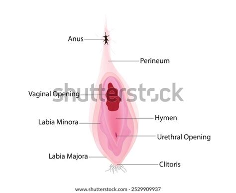 Biological Illustration Female External Genitalia Stock Vector Royalty