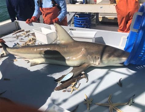 North Carolina Pamlico Sound Trawl Survey Seamap Sa