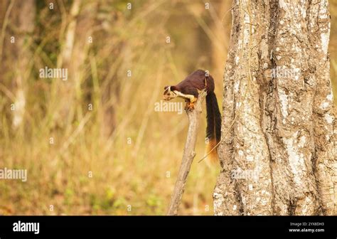 The Indian Giant Squirrel Or Malabar Giant Squirrel Ratufa Indica Kabini Reserve Nagarahole