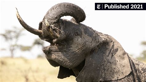 African Elephant Tusks Incisor Teeth