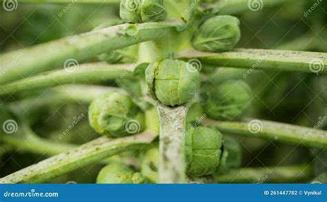 Aleyrodes Blanches Proletella Ravageurs Bruxelles Sprout Brassica Oleracea Chou Adultes