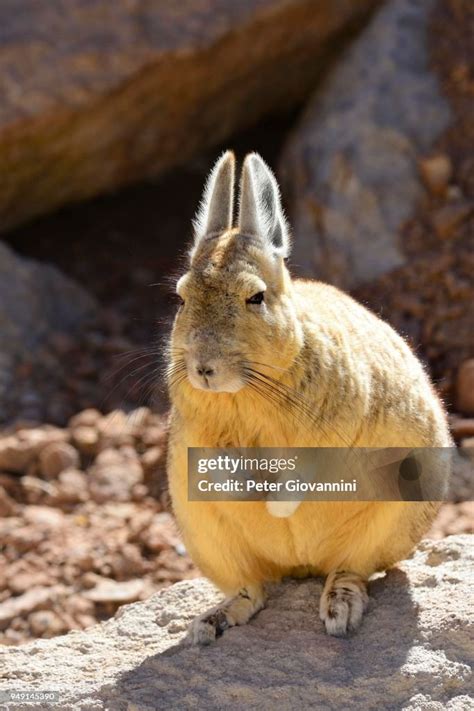 Southern Viscacha Reserva Nacional De Fauna Andina Eduardo Avaroa Nor