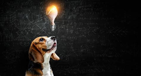 Thinking Dog