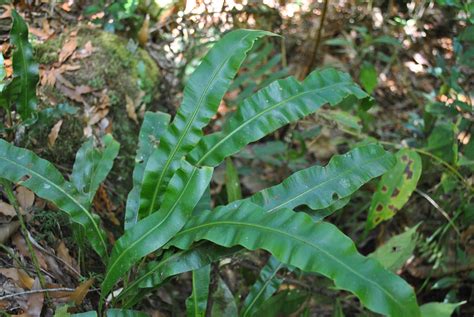 Elaphoglossum Sartorii Ferns And Lycophytes Of The World