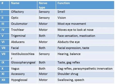 Img0872pdf Cranial Nerves Motor Sensory Pdf