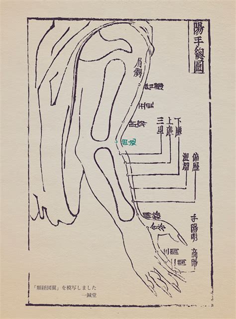 穴性 「曲池」 其のニ 鍼灸治療家集団一鍼堂