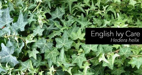 Hedera Helix English Ivy