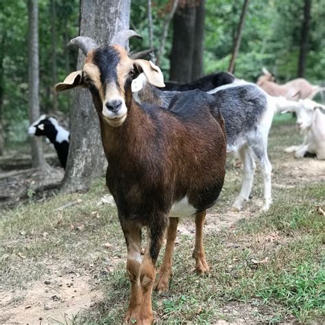Kiko Goats Glenmar Farms Farmily Owned Farm In Kentucky
