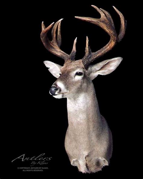 Ed Stockwell Coues Buck Antlers By Klaus