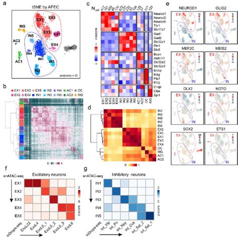Single Cell Assay For Transposase Accessible Chromatin Scatac Seq