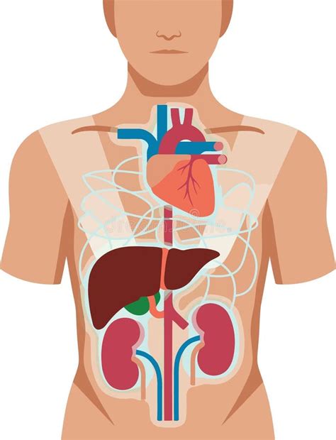 Human Anatomy Organs Left Side