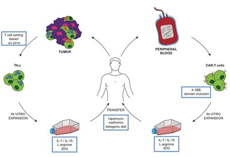 Reprogramming Of The Carbohydrate Metabolism In Tumor Cells Under