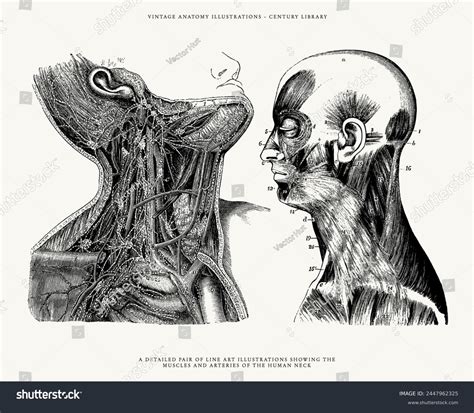 Medical Anatomy Drawings Rib Cage On Tumblr