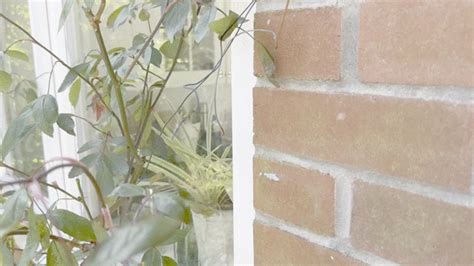 Peeping Tom Gets Caught And Legs It Down The Garden Path 4k Wamgirlx