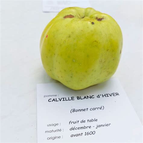Top 10 Des Variétés De Pommes à Connaitre En 2026