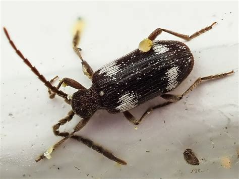 Ptinus Sexpunctatus Insects