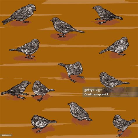 Seamless Scattered Sparrow Bird Pattern High Res Vector Graphic Getty