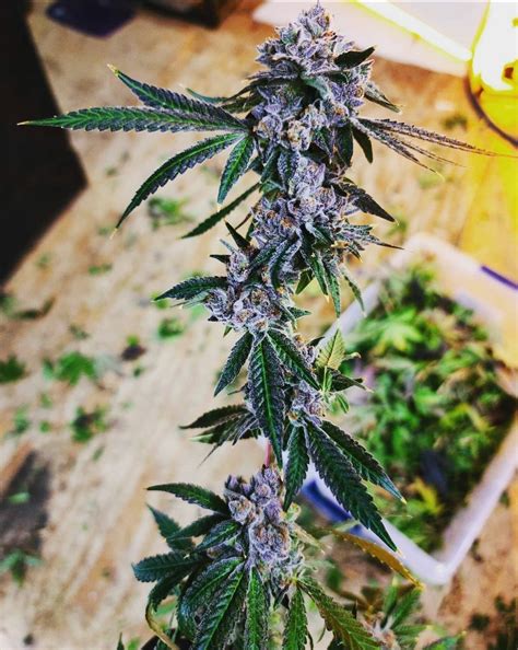 Blue Java Strain Info Blue Java Weed By In House Genetics Growdiaries